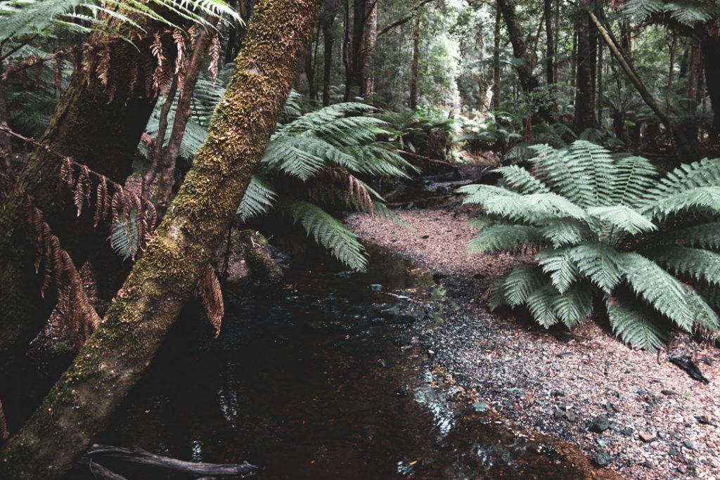Tarkine Rainforest - Rare Earth Tasmania