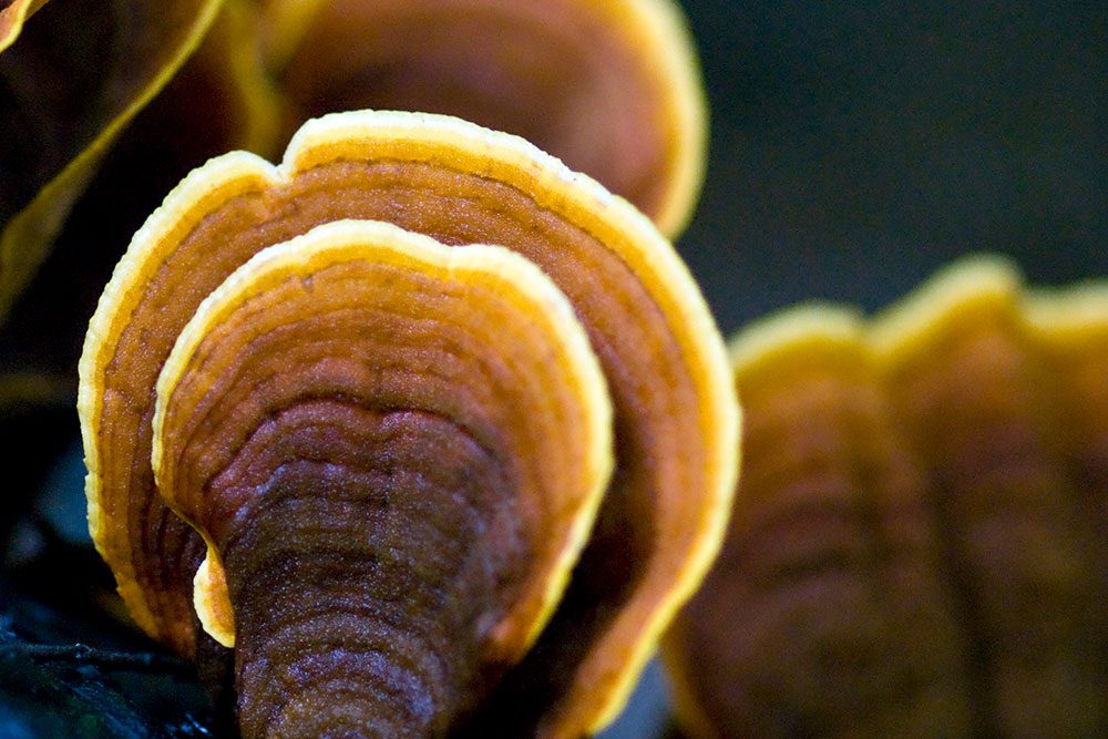 Oyster Fungi - Rare Earth Tasmania