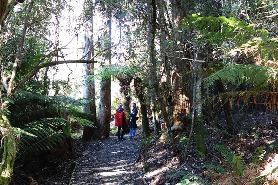 Loop Trail - Rare Earth Tasmania