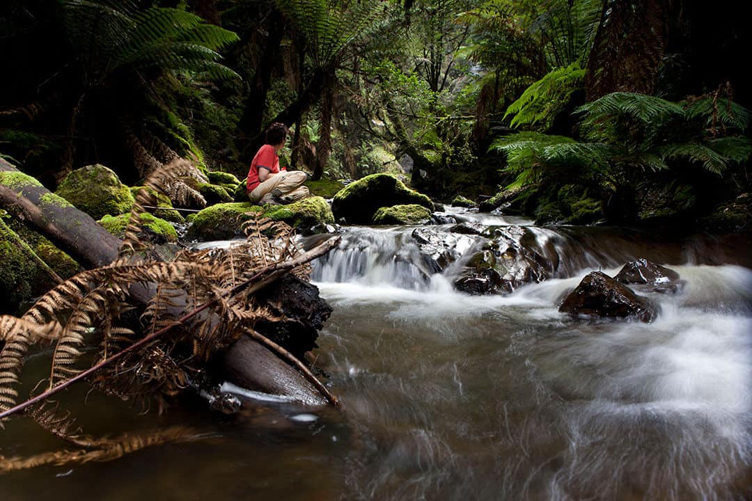 Small Tarkine Rainforest Stream - Rare Earth Tasmania